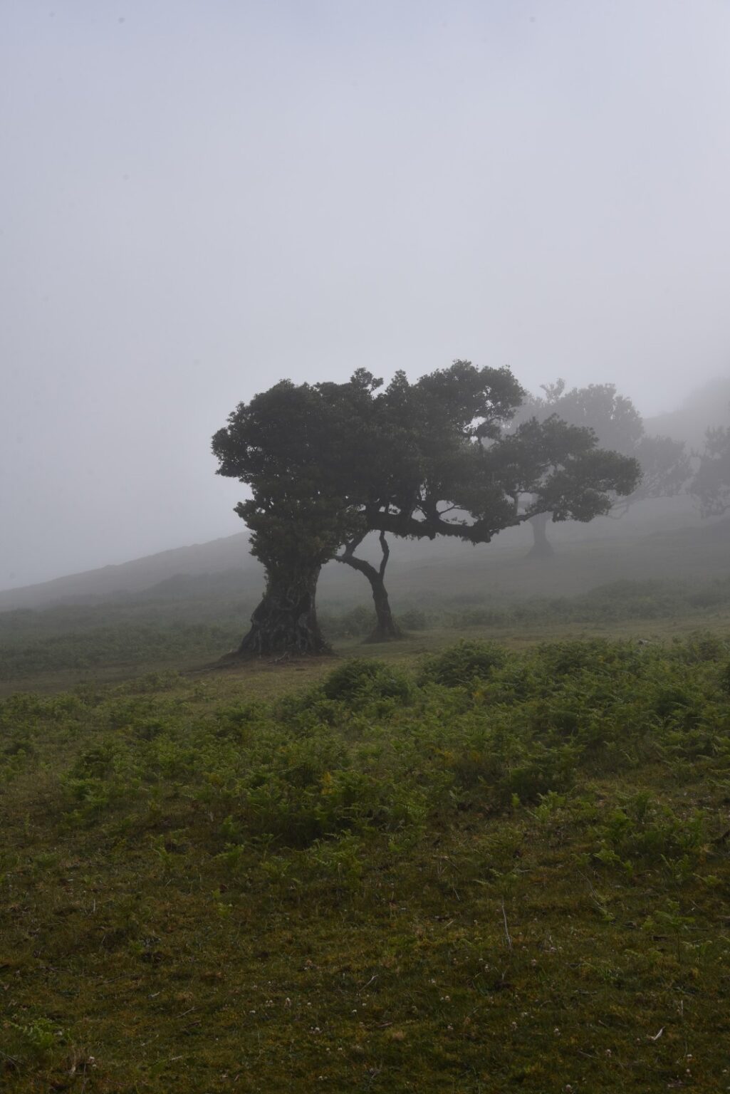 Magiczny las Fanal na Maderze, jak ze snu, Madera, Portugalia